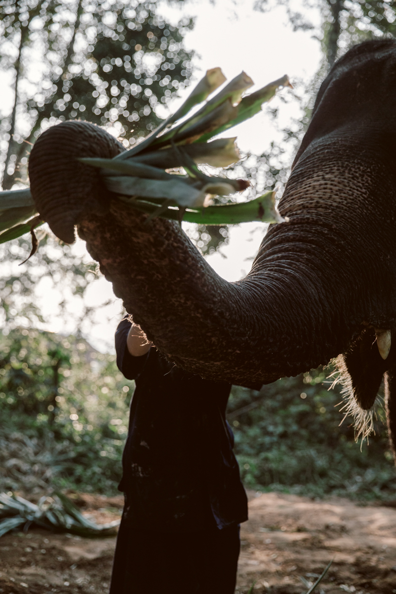 ELEPHANT’S ENCYCLOPEDIA : TRUNK 2 Krabi Elephant House Sanctuary