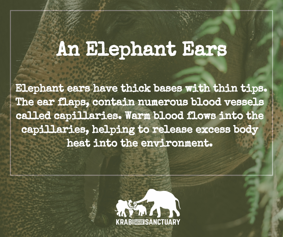 ELEPHANT’S ENCYCLOPEDIA : ELEPHANT EARS, Krabi Elephant