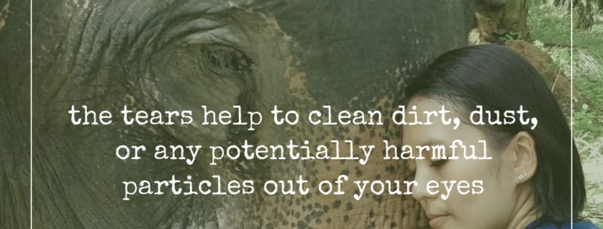 Elephant Tear, Do Elephant Cry? Krabi Elephant House Sanctuary