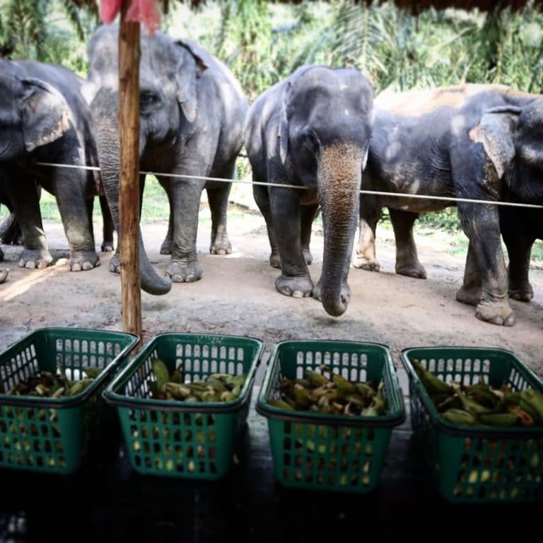 5 Amazing Facts about Elephants' Trunk, Krabi Elephant House Sanctuary