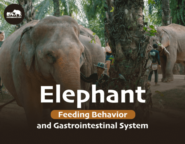 ELEPHANT FEEDING BEHAVIOR AND GASTROINTESTINAL SYSTEM