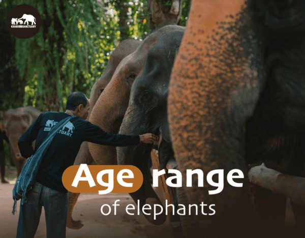 Age range of elephants. - Krabi Elephant House Sanctuary